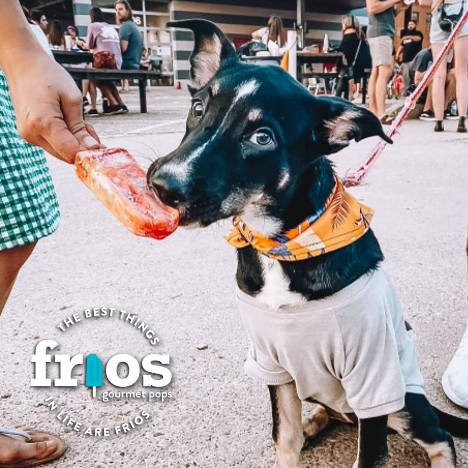 Frios Gourmet Pops Franserve